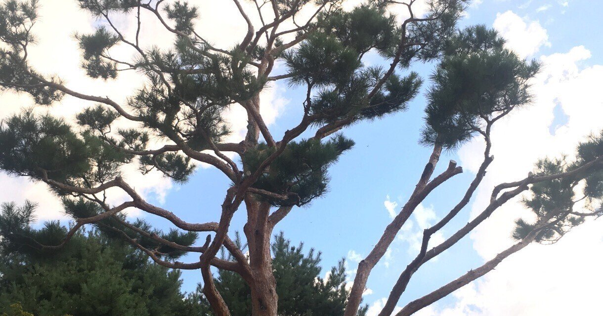 翠水 (suisui)｜note