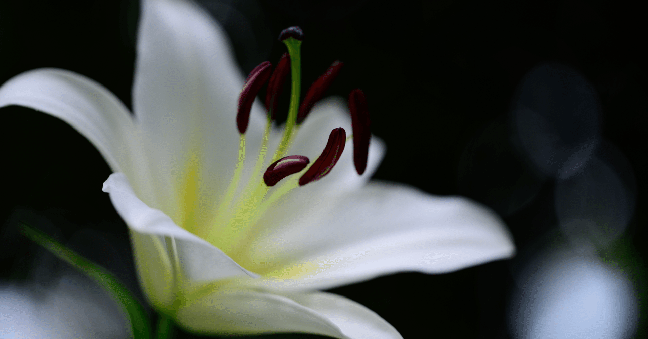 その花の名は｜leato