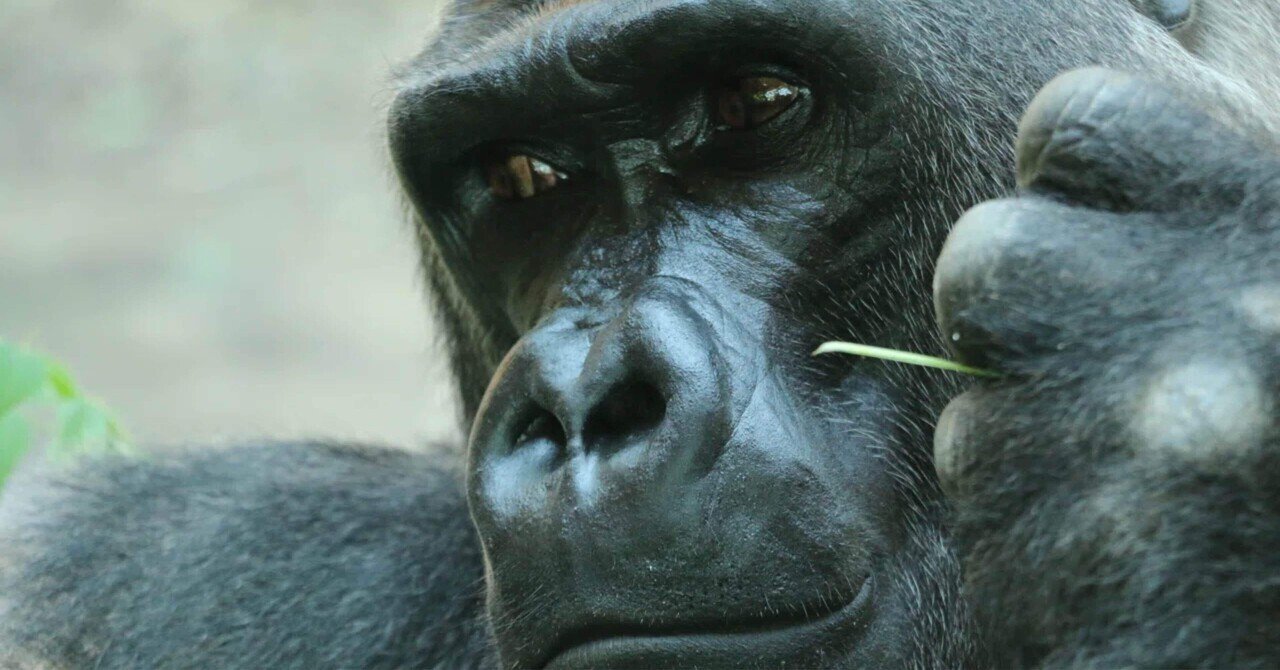 野生の断片｜Makot（まこっちゃ）