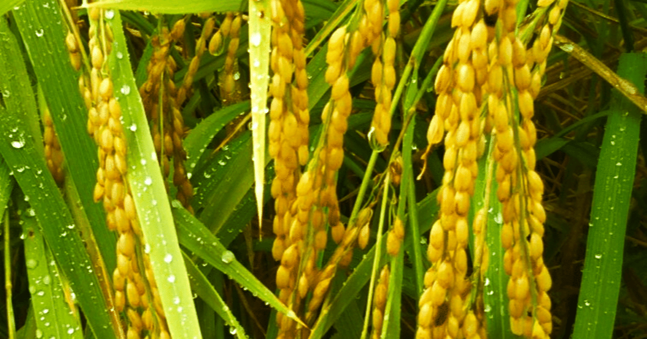 kuronekomarimo｜note