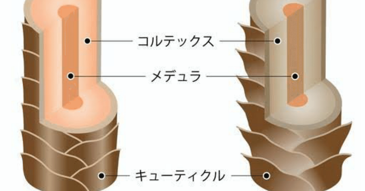 髪の毛の構造｜soo_chago