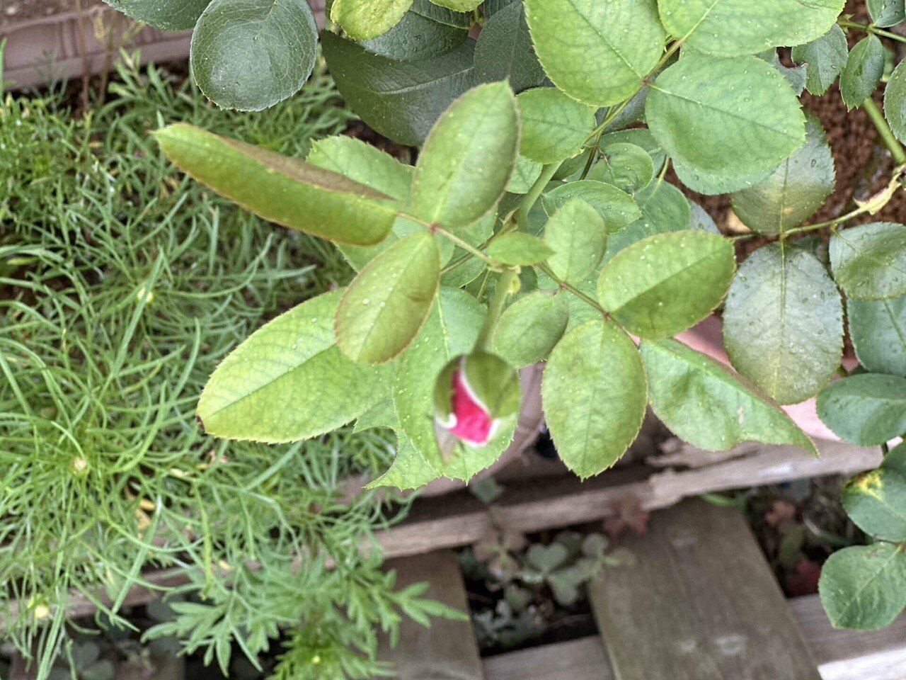 また新芽｜kenji comp