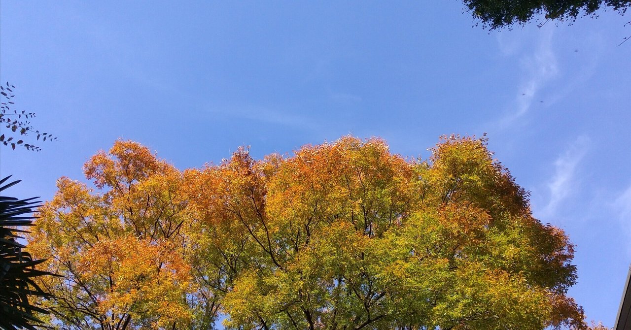 UNWIND&KOMOREBI｜note