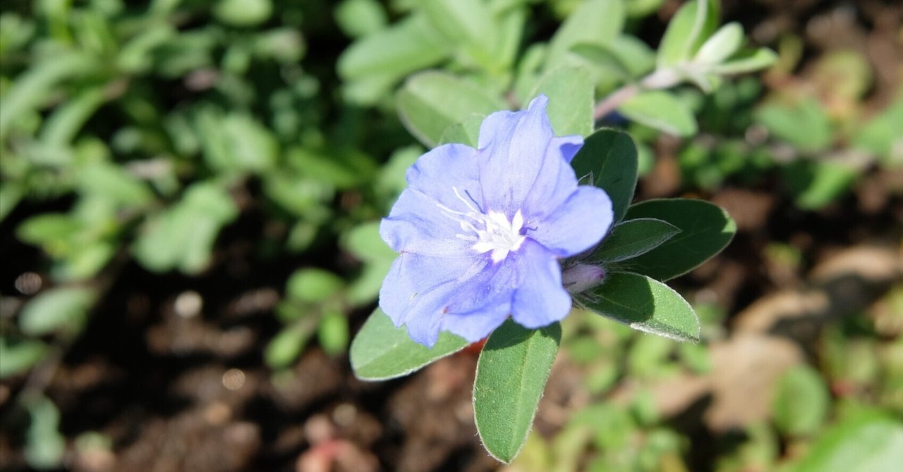 エボルブルス（アメリカンブルー）｜mimi fleur