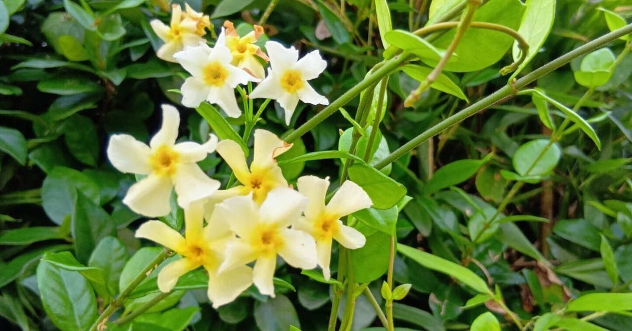 Elixir 入門 no1｜blue06_2022