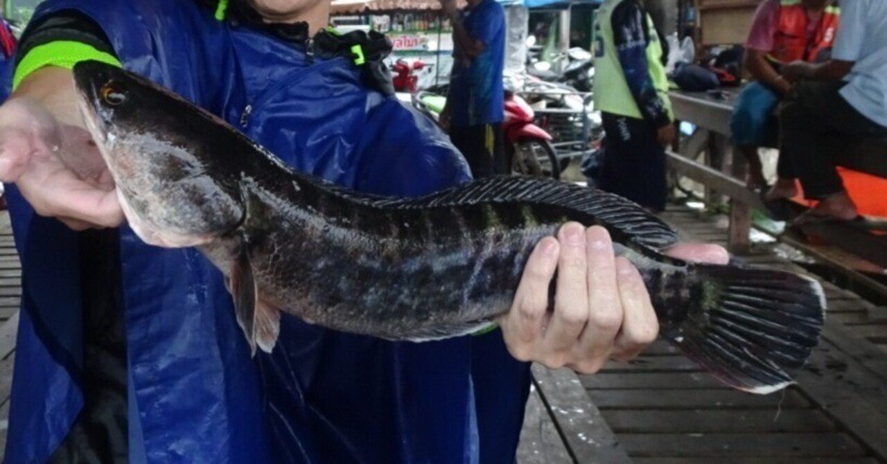 タイ シャドー釣行記②｜Kameda Takeru