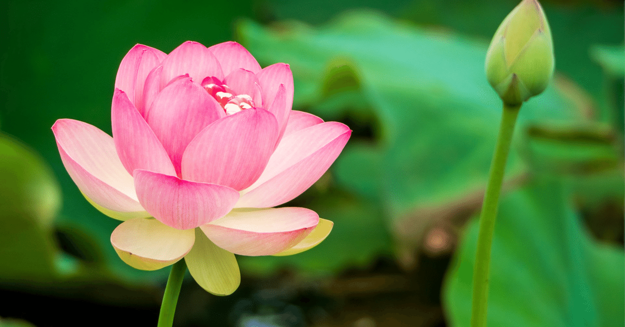 ツインレイ小説第二部より抜粋⑭｜Risa〜あなたの心の声聴きます〜