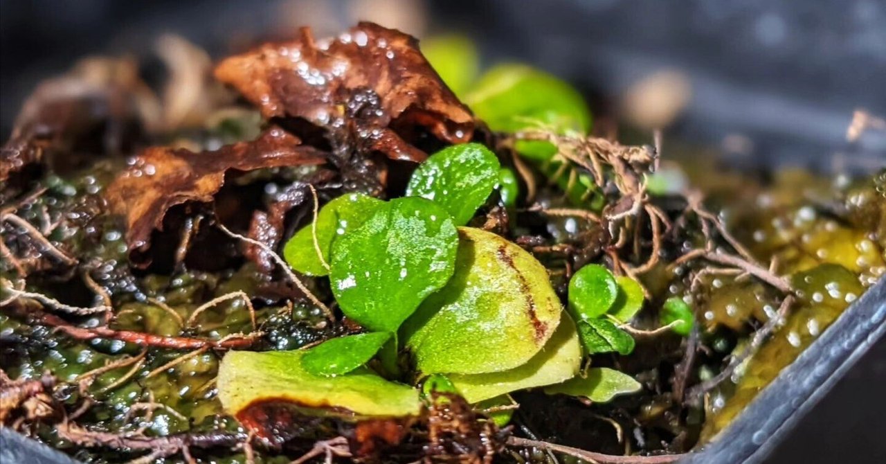 ビフルカツムを枯らしたい｜kako-jun