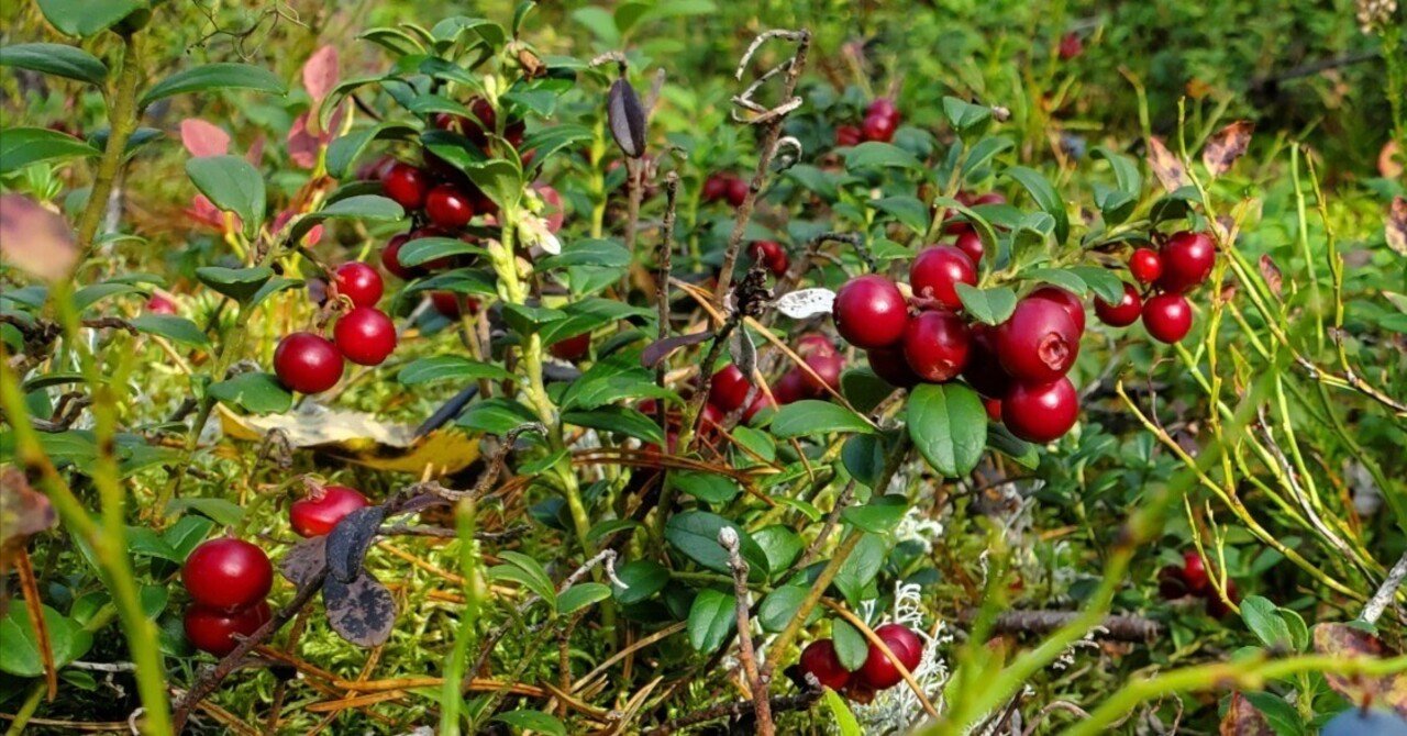 2024年9月 ふりかえり｜Matti