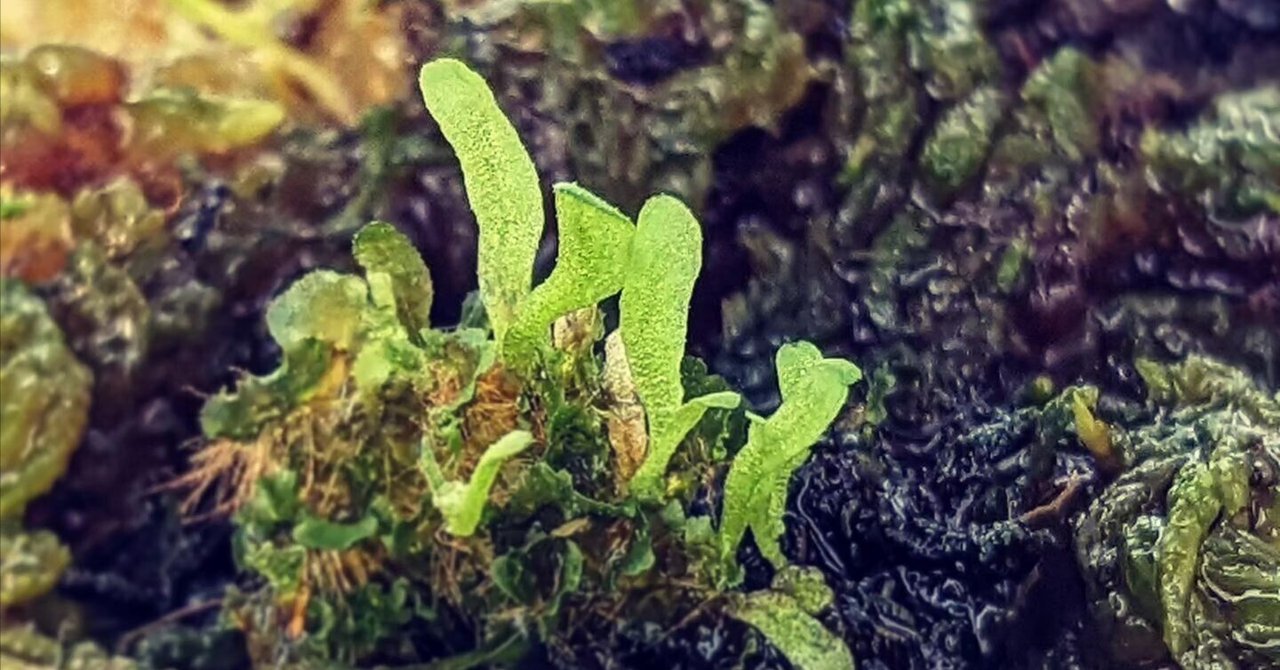 ビカクシダには、受精の時点でクローンを作る方法があるはず｜kako-jun