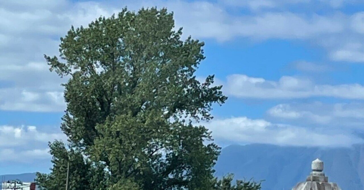 ここで一句。やっぱニ句。｜putoli