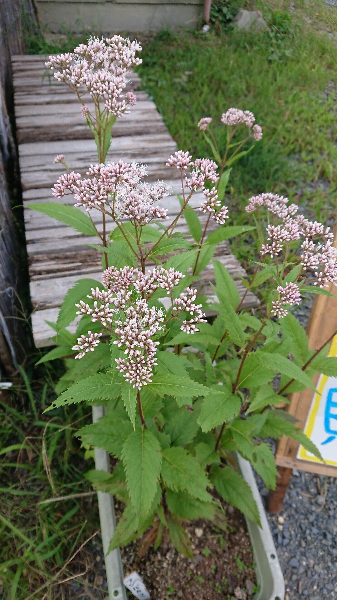 NORIKO MORISHIMA｜note