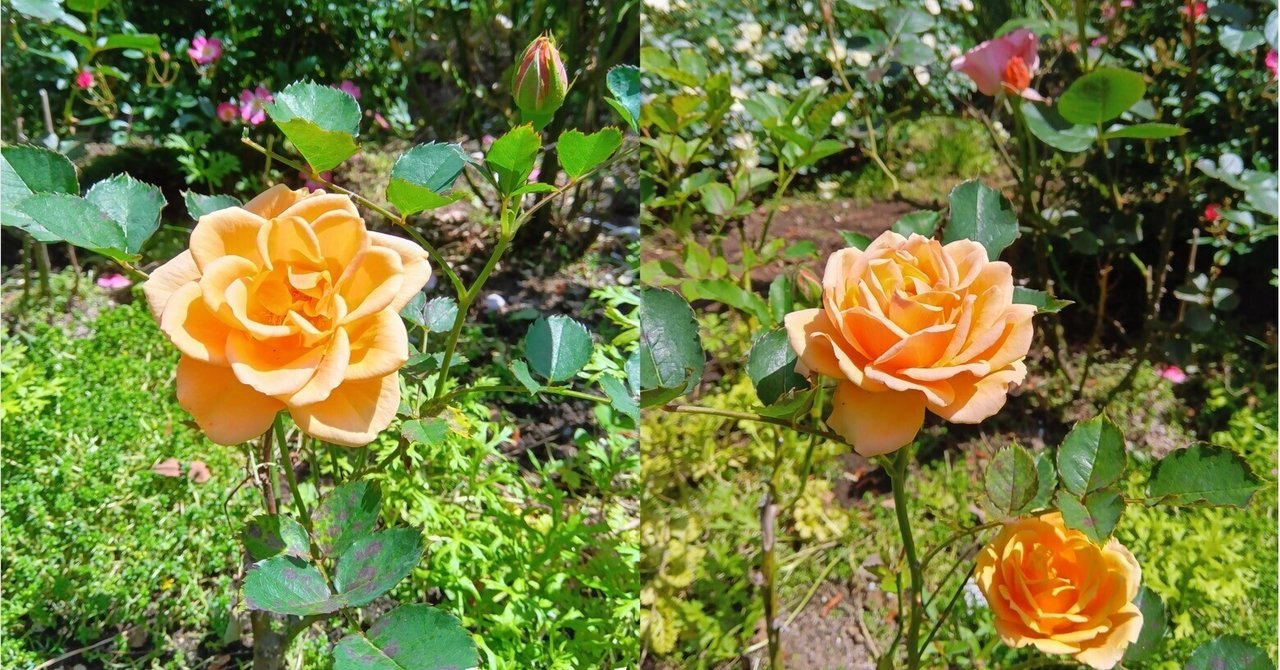 10月 October｜mimi fleur