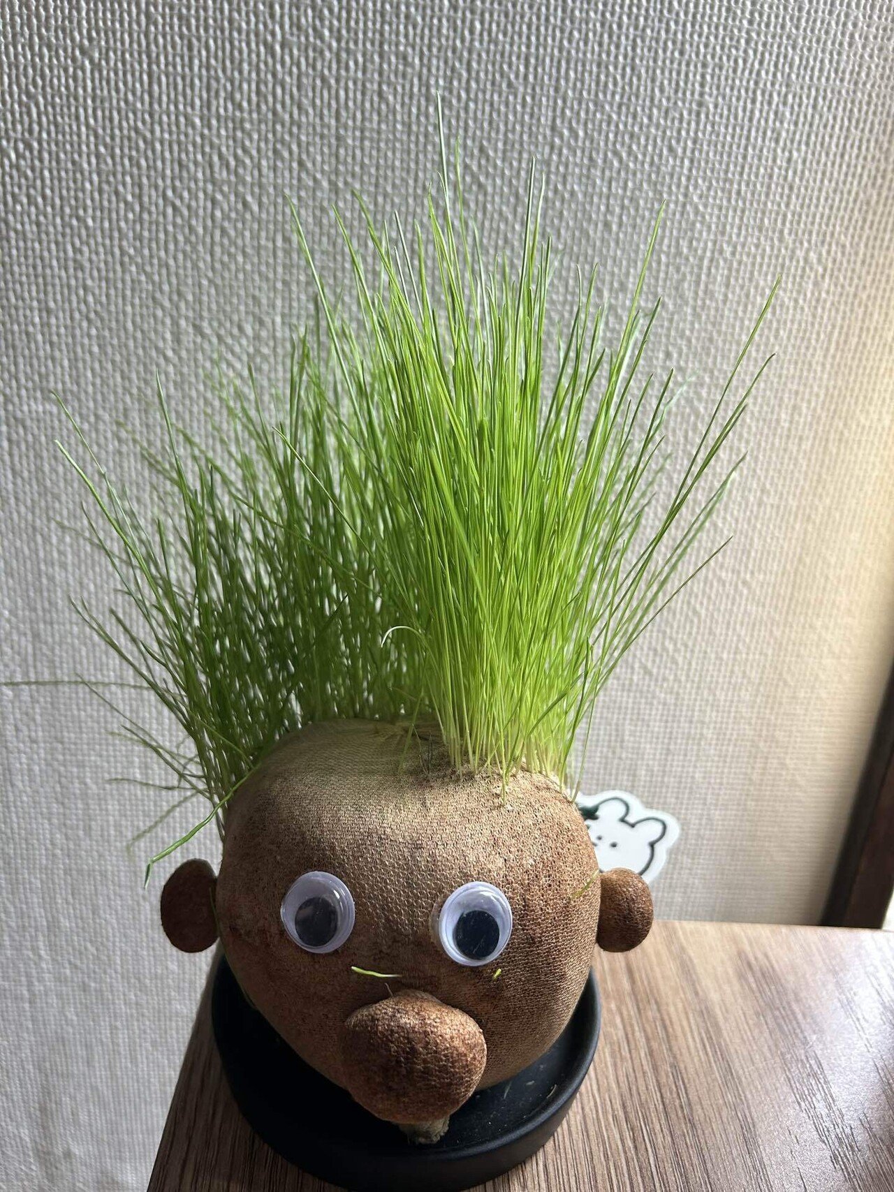 そだて。｜鳥居志歩 Torii Shiho