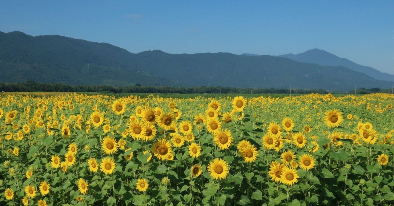 この本はいかが 003｜makoto kondou