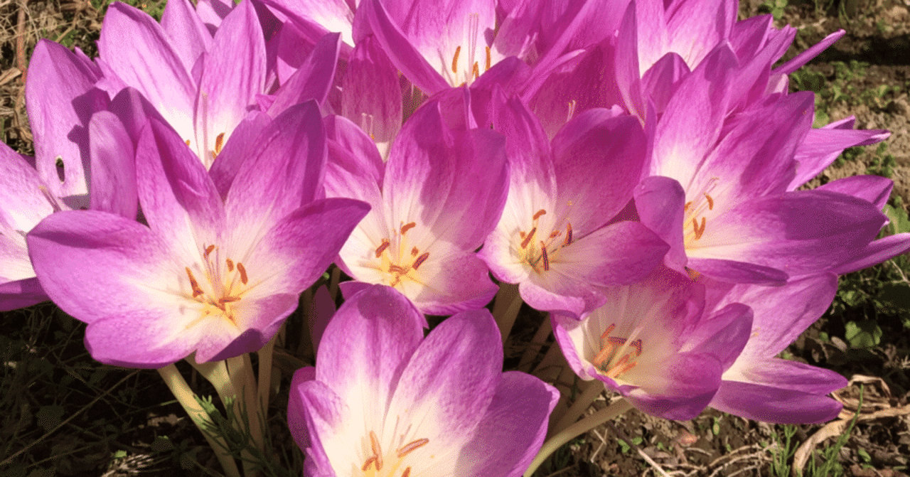 つばみ / Ryosuke Murakawa｜note