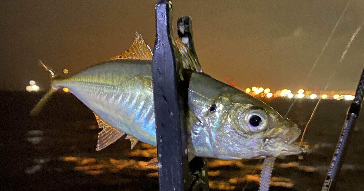 横浜アジング実釣解説no.3｜y.k_Ajing