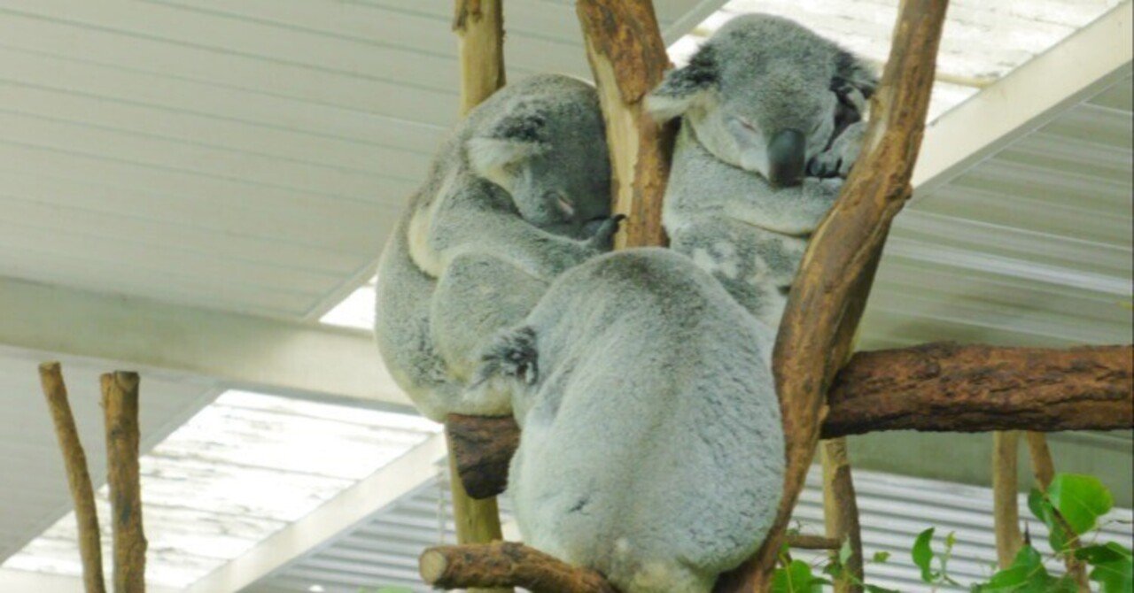 コアラ・カンガルーとの触れ合い クリスマスのブリスベン｜chocor