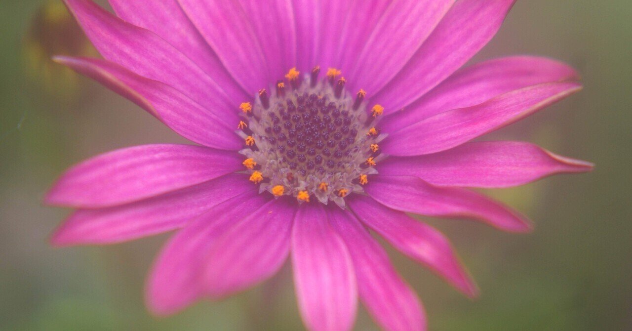 花みくじ｜Cosmic Suzu