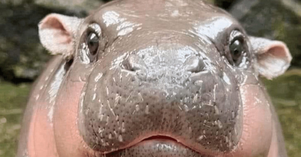 🦛タイ語の勉強🦛 カバの赤ちゃん『ムーデンหมูเด้ง[mu deng]』で大人気の動物園の入場料は？｜Ryouma【안녕하세요🐯 大家好🐼 ...