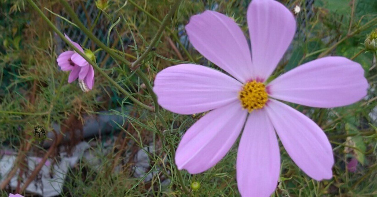 自分の声を聞く、自分を大切にする （読書感想文）｜Arai Nami