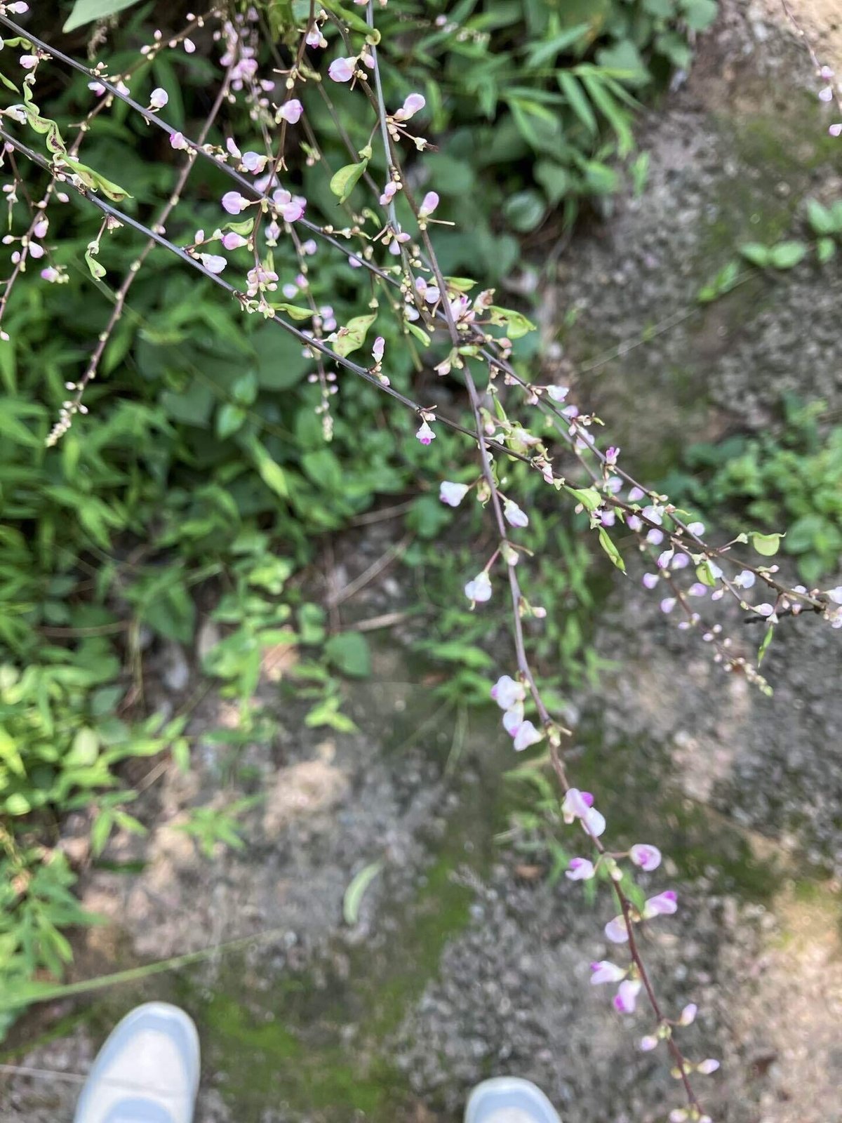 生きもの調査アプリ「BIOME」を使ってみた｜yoshie_FW