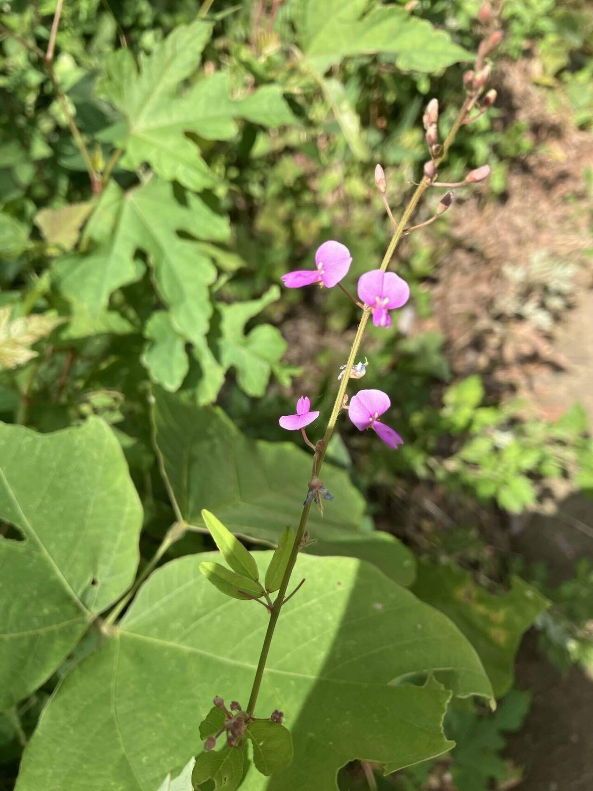 生きもの調査アプリ「BIOME」を使ってみた｜yoshie_FW