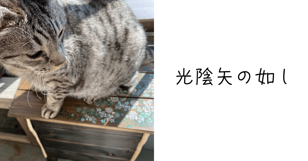 リフォレスター、足掛け4年のビフォア アフターと地味に続く針葉樹分解の実験経過。｜Ms'HIRO