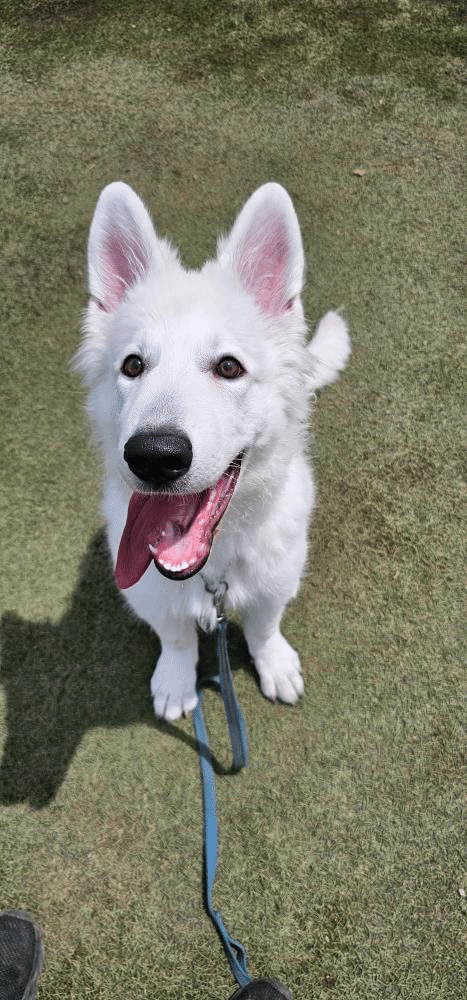 自己紹介｜はじめてのnote｜Risa