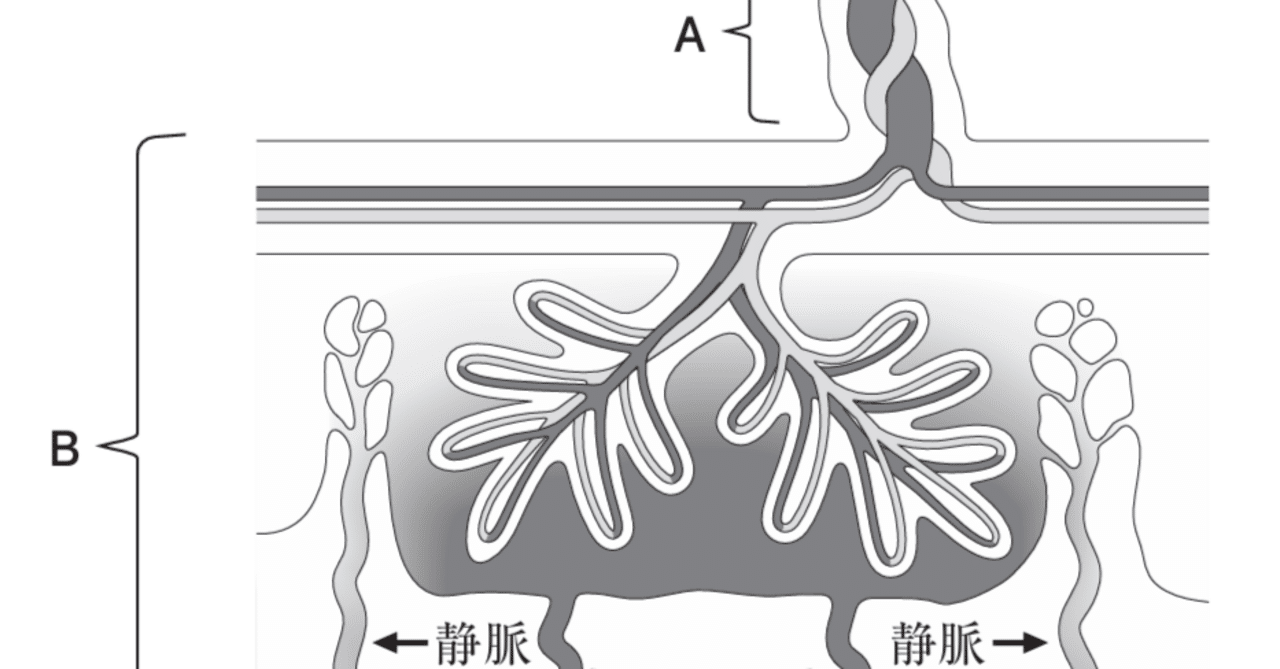 松廼屋｜論点解説 薬剤師国家試験対策ノート問108-117【生物】論点：胎盤および臍帯 / 物質交換とそのメカニズム｜matsunoya