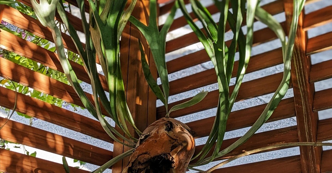 ビカクシダを鹿の首っぽく飾るには、板と写真を上下反転する｜kako-jun