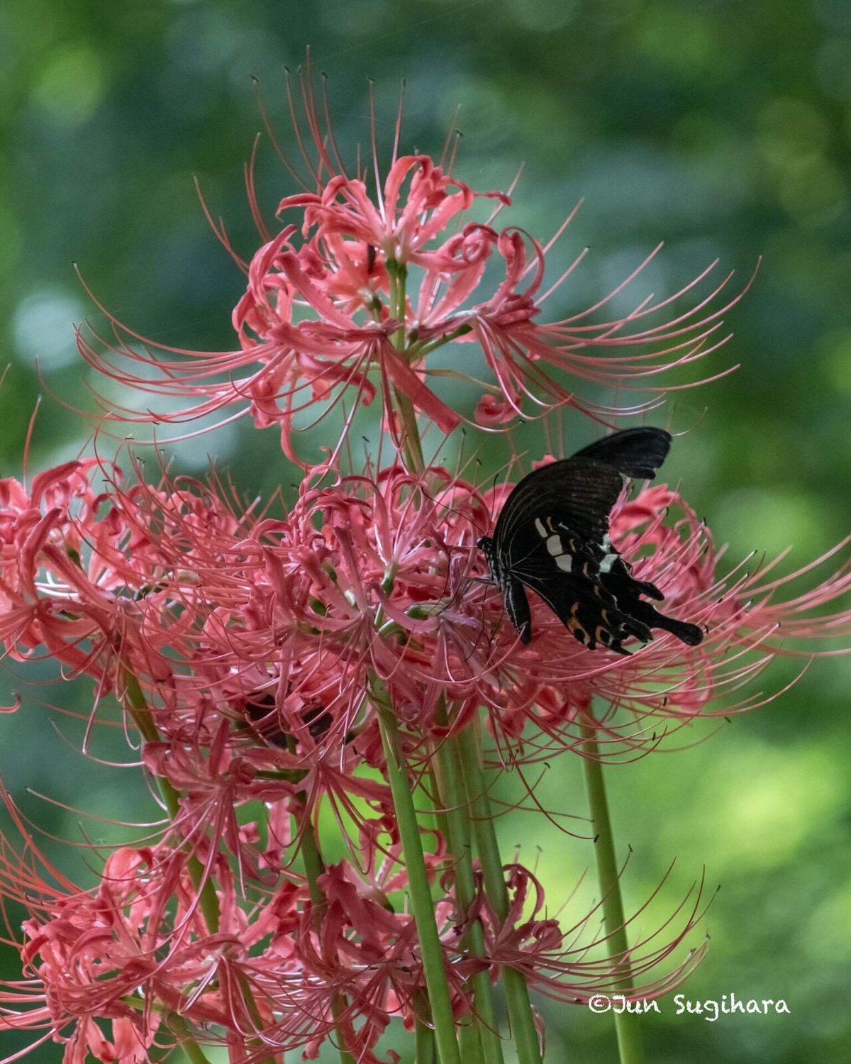 今日の写真（2024/10/04西蓮寺の彼岸花）｜Jun Sugihara