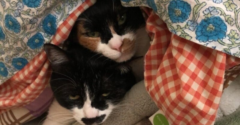 劣等感博士 mika｜note