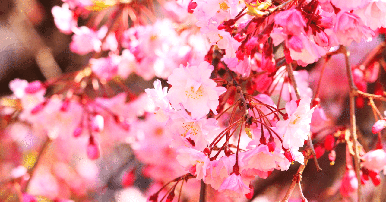 米倉涼子が芸能界を引退?!体調不良が問題か？オファーが来ないとも噂｜CocoMaro