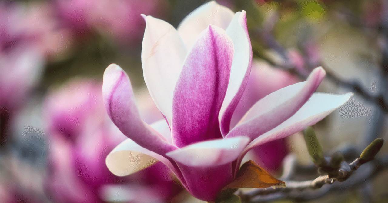 父の遺言｜Natsu Ichinose