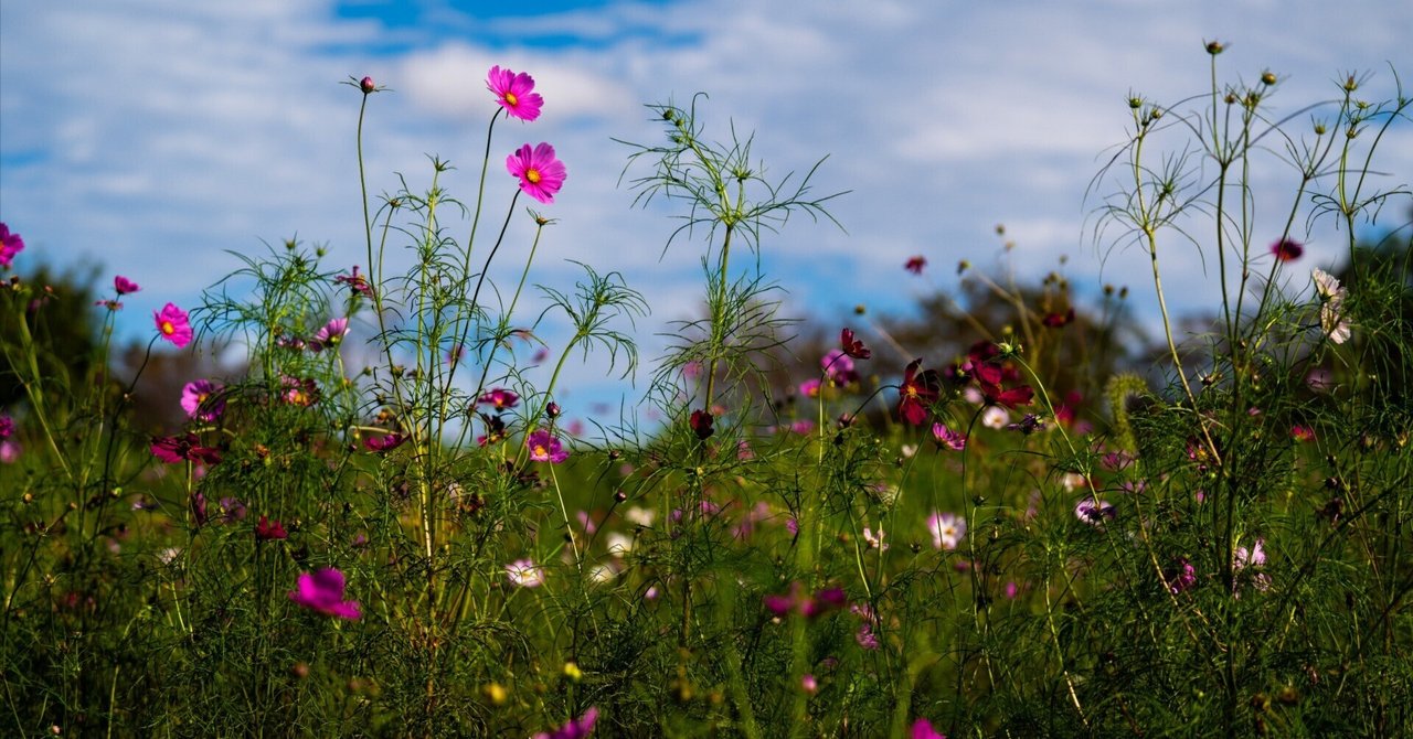 SIGMA fpLのレンズ構成を変更しました。｜Riku_Show