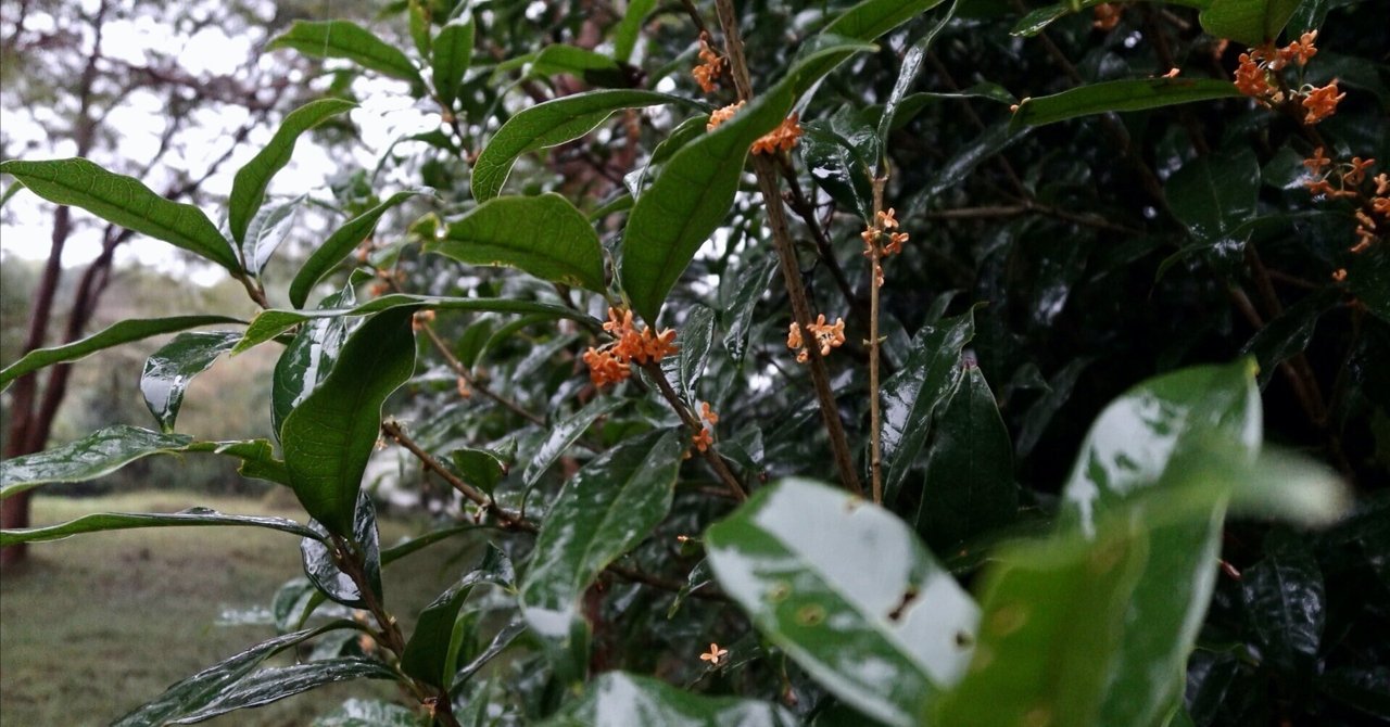 セカンドハウス 『金木犀咲く』｜季節花人 | Shoko Kondo
