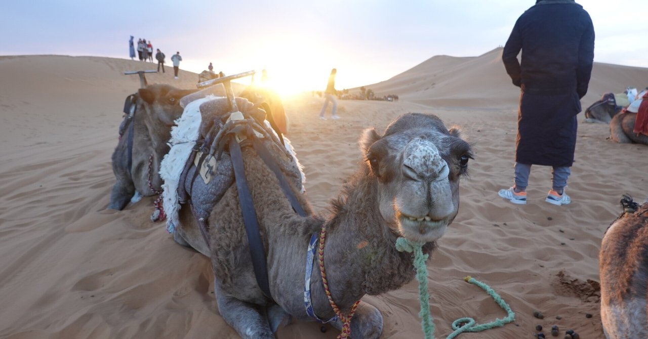 【モロッコD6-1:サハラ砂漠ツアー】 お前男だから大丈夫だろ？？（ラクダライド2時間）｜Yusuke（40代サバティカル旅行記）