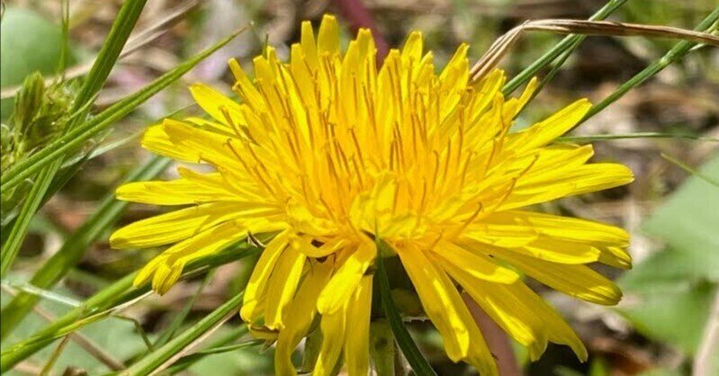 Marikoの浄化LIFE｜note