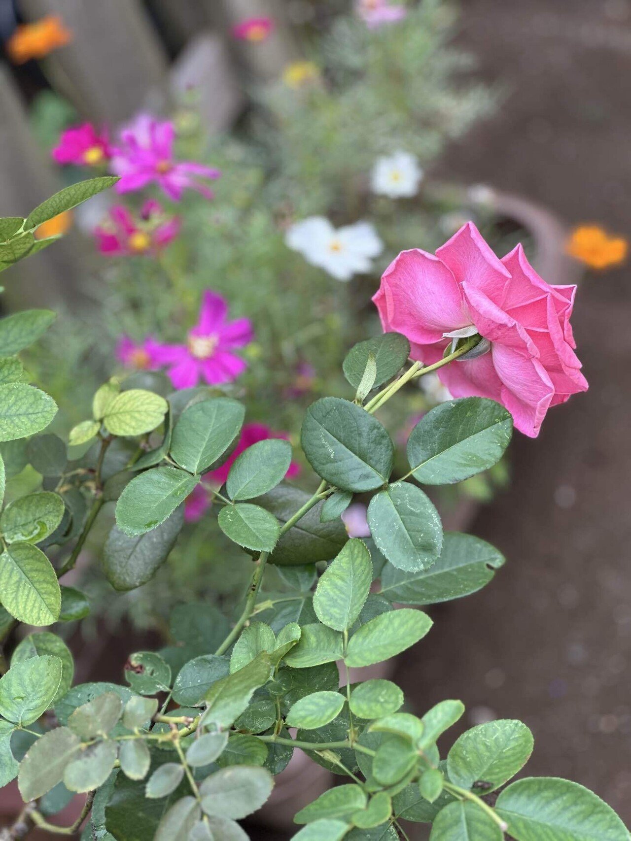 24.10.10庭｜kenji comp