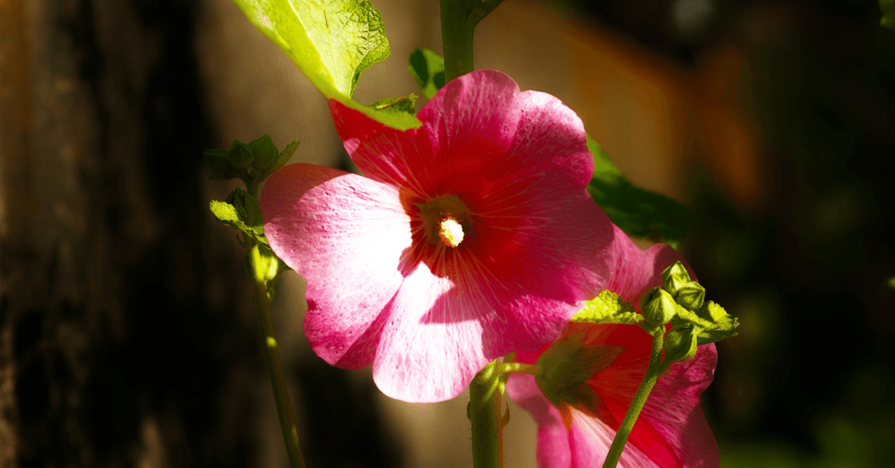 ☆メンバーシップ【めざせ習慣化‼️】特典記事Vol.103 ”選ばれる”ための3つの習慣～自分でなりたい自分を選択する～｜Ryosuke Matsusima