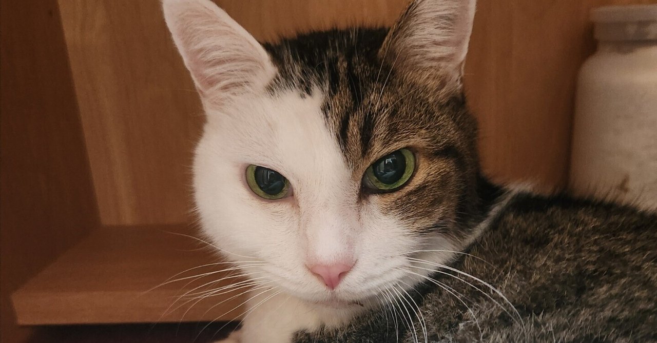 みんなのいえ｜shironeko