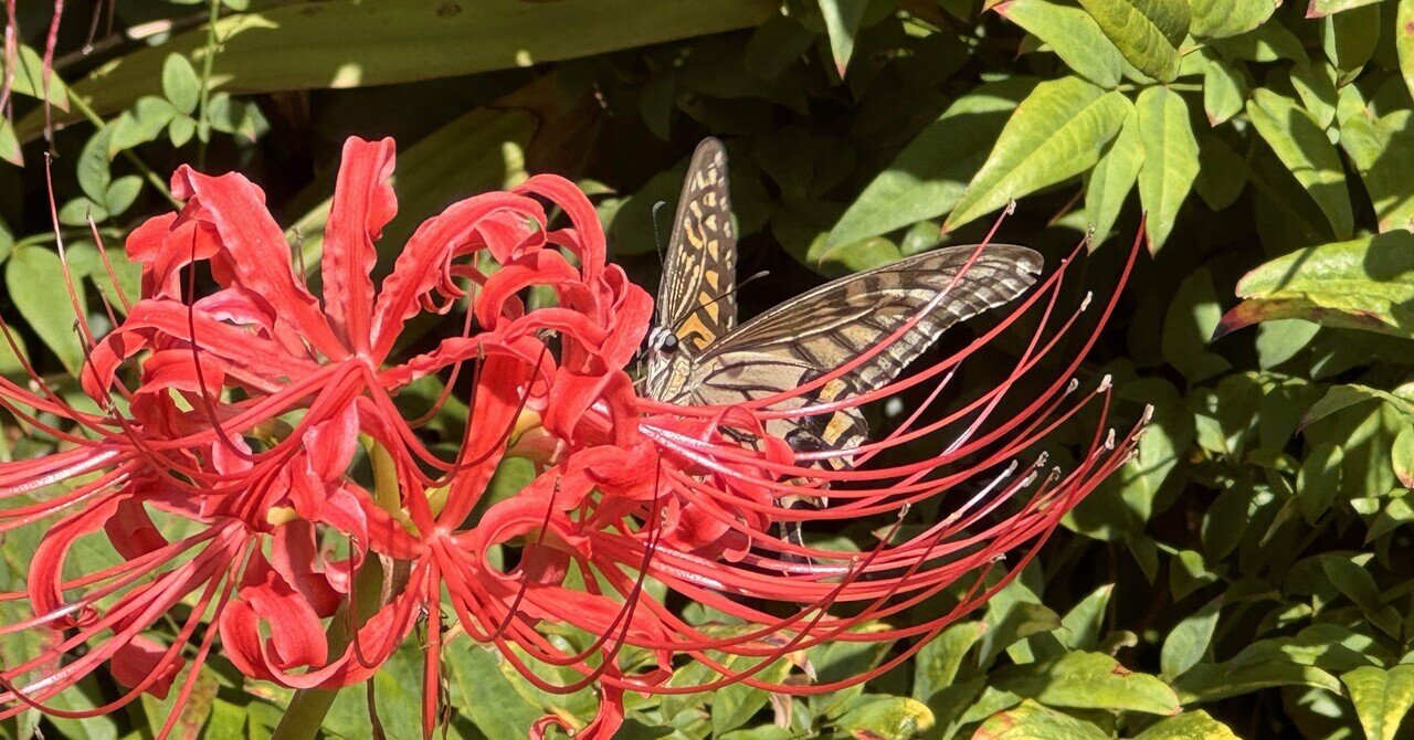 ごはんと日記10/9〜11｜ shio