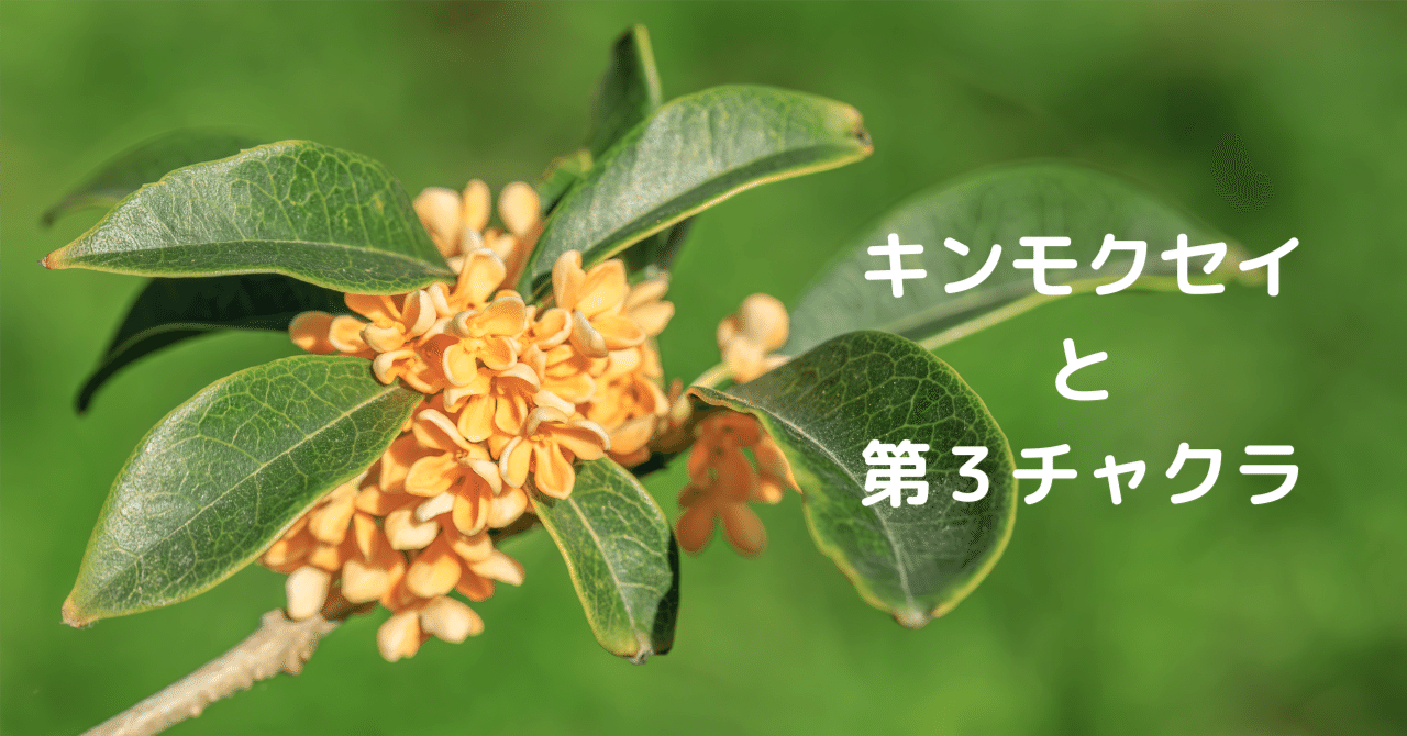 キンモクセイと第3チャクラ｜TERRA-SACHI