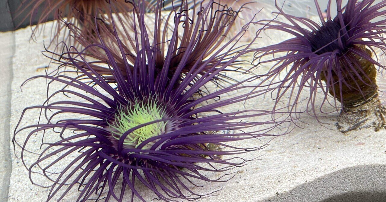 イコライザー｜Aya Watanabe