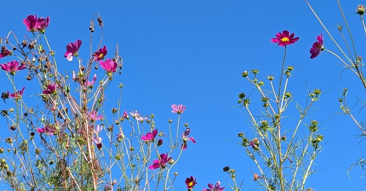 火曜日しばらく雑記帳・2024 CW41 Appendix: note 雑感｜Shimamura, T. 島村徹郎