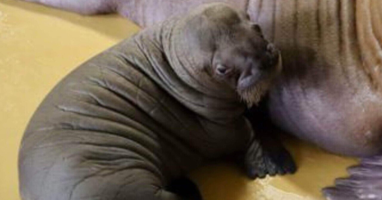 【過去日記】MUSIC LTD.収録等｜tomocali