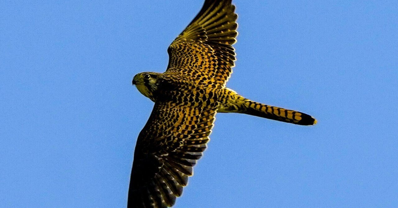 【野鳥】10月12日探鳥 2024-19｜Chacoder