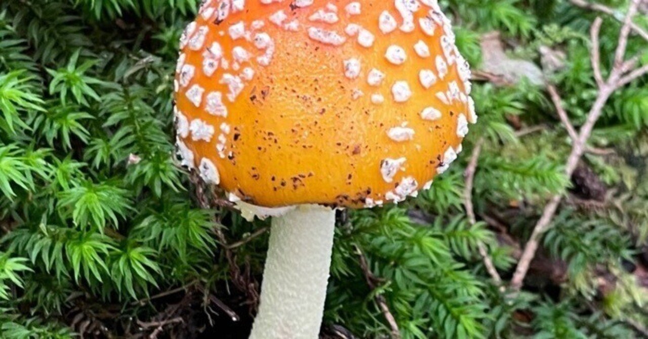 ちゃきちゃき／ほわほわ｜miyu