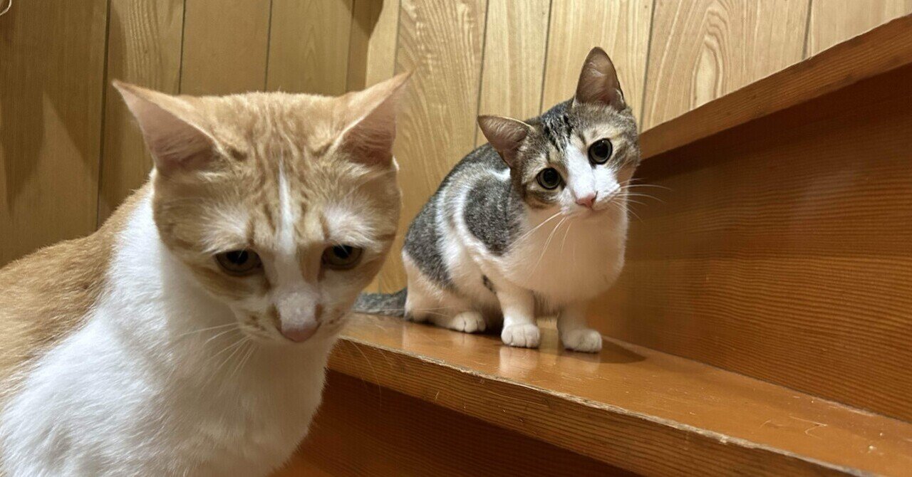 癒しと夜泣き🇯🇵日本語教師｜OYA(和田寿恵)